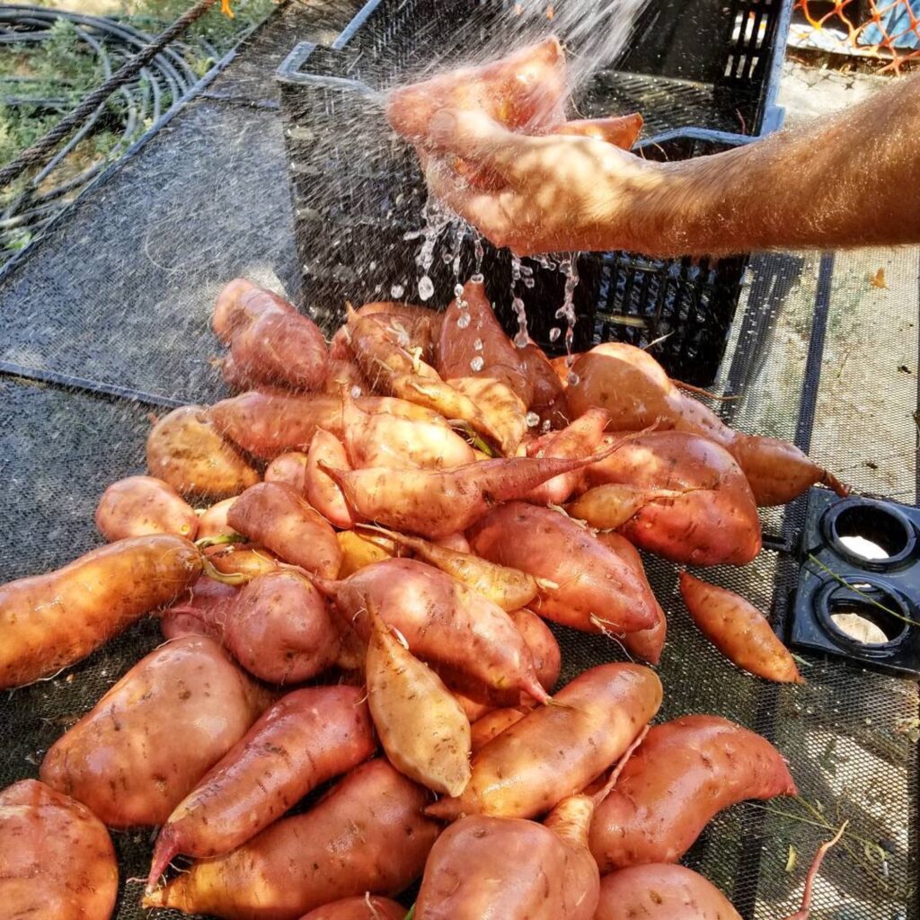 English Shelling Peas - LA HOMEFARM